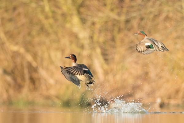 Chasse a la journée aux canards.